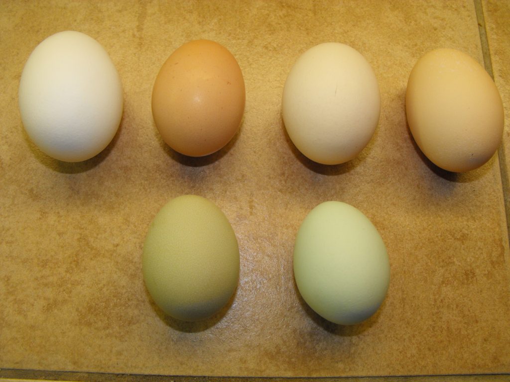 Everything You Need to Know About the Brahma Chicken - BackyardChickensHQ