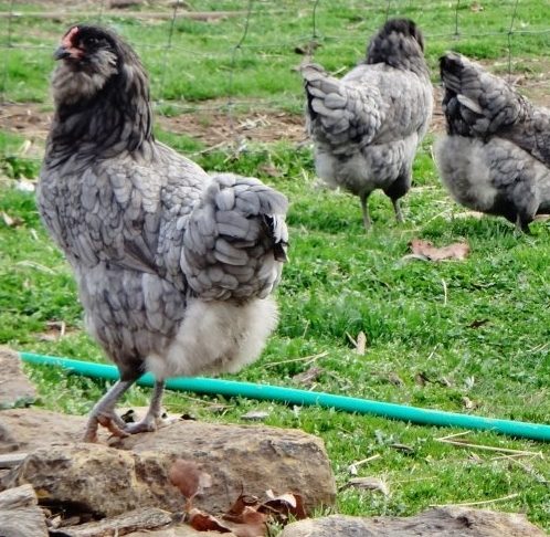 Ameraucana Chicken: A Bird That Lays Blue Eggs - BackyardChickensHQ