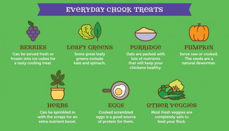 How Many Times A Day Should I Feed My Chickens - BackyardChickensHQ